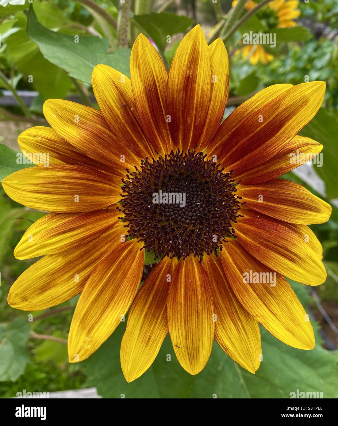 Red and yellow sunflower hi-res stock photography and images - Alamy