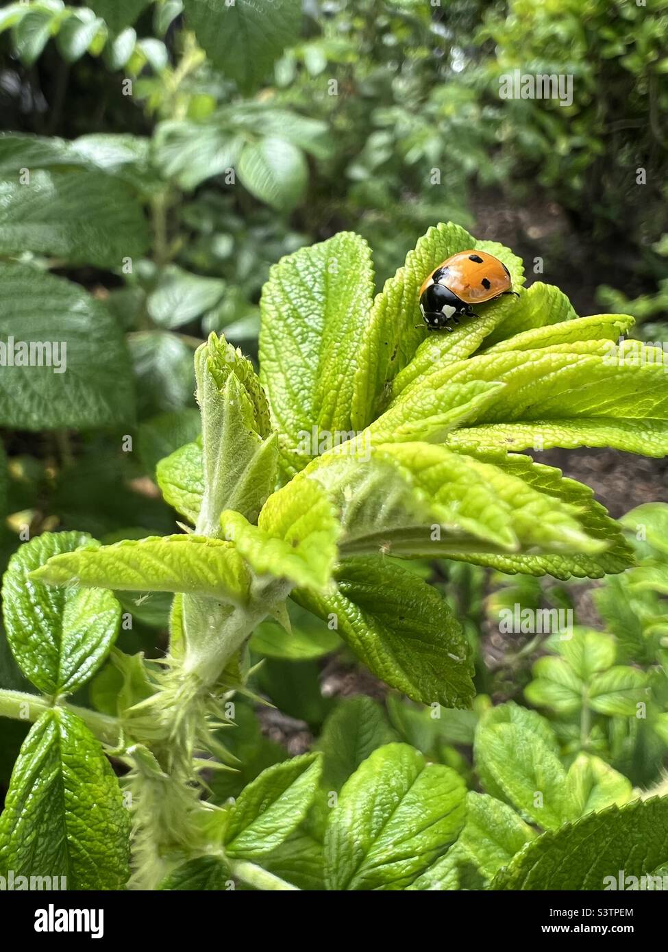 Orange lady bug Stock Photo - Alamy