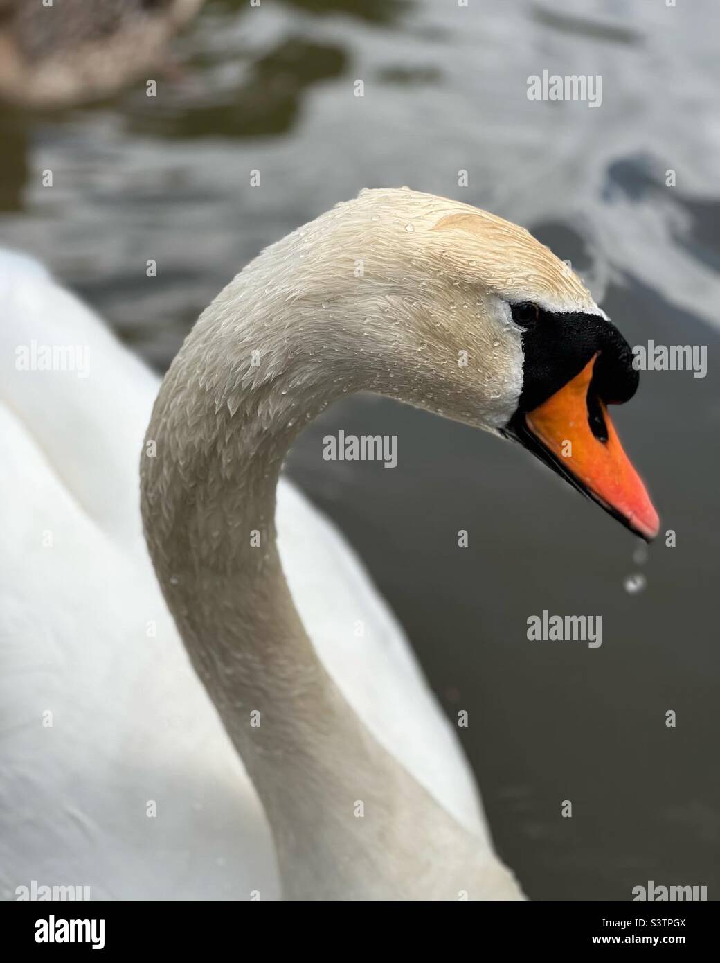 Hampstead swan hi-res stock photography and images - Alamy