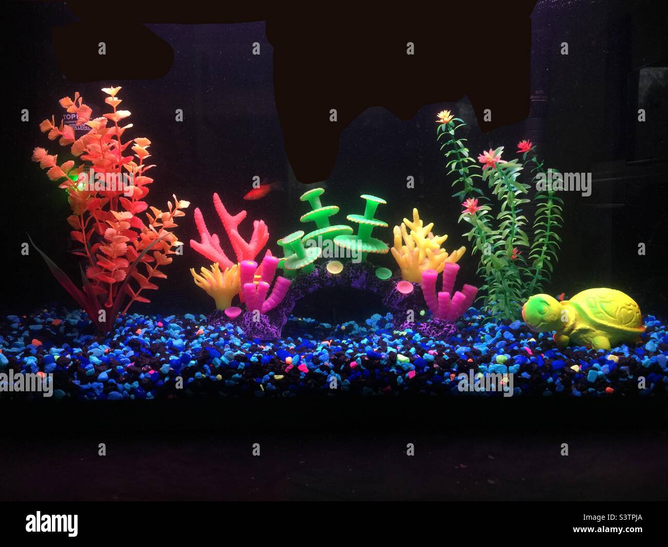 Small, DIY, aquarium, Ontario, Canada. Perfect. For a small space Stock ...