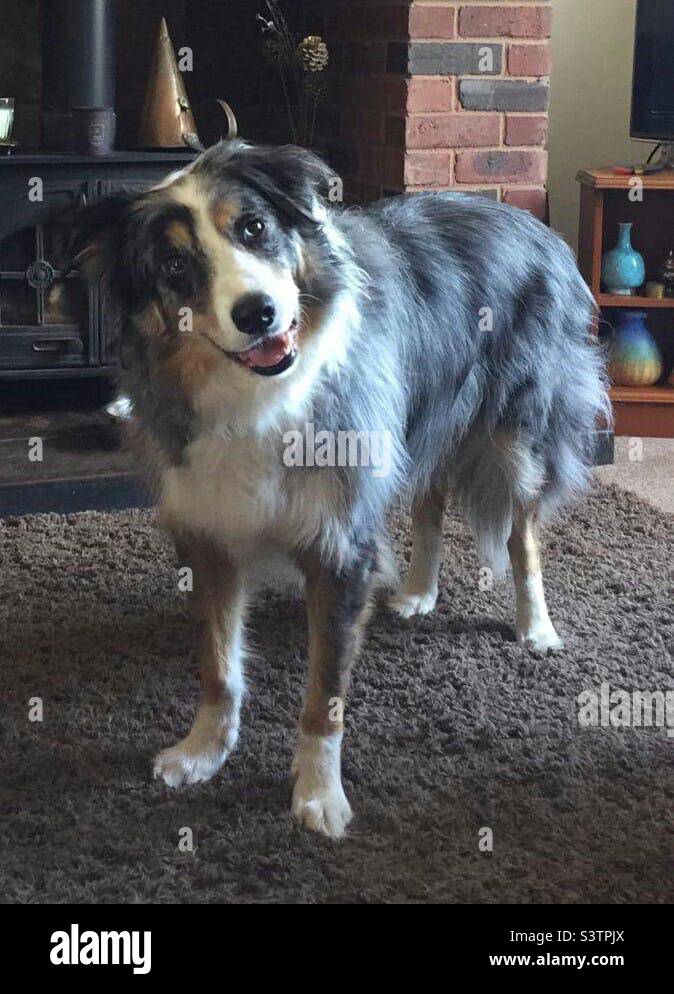 Colly hi-res stock photography and images - Alamy