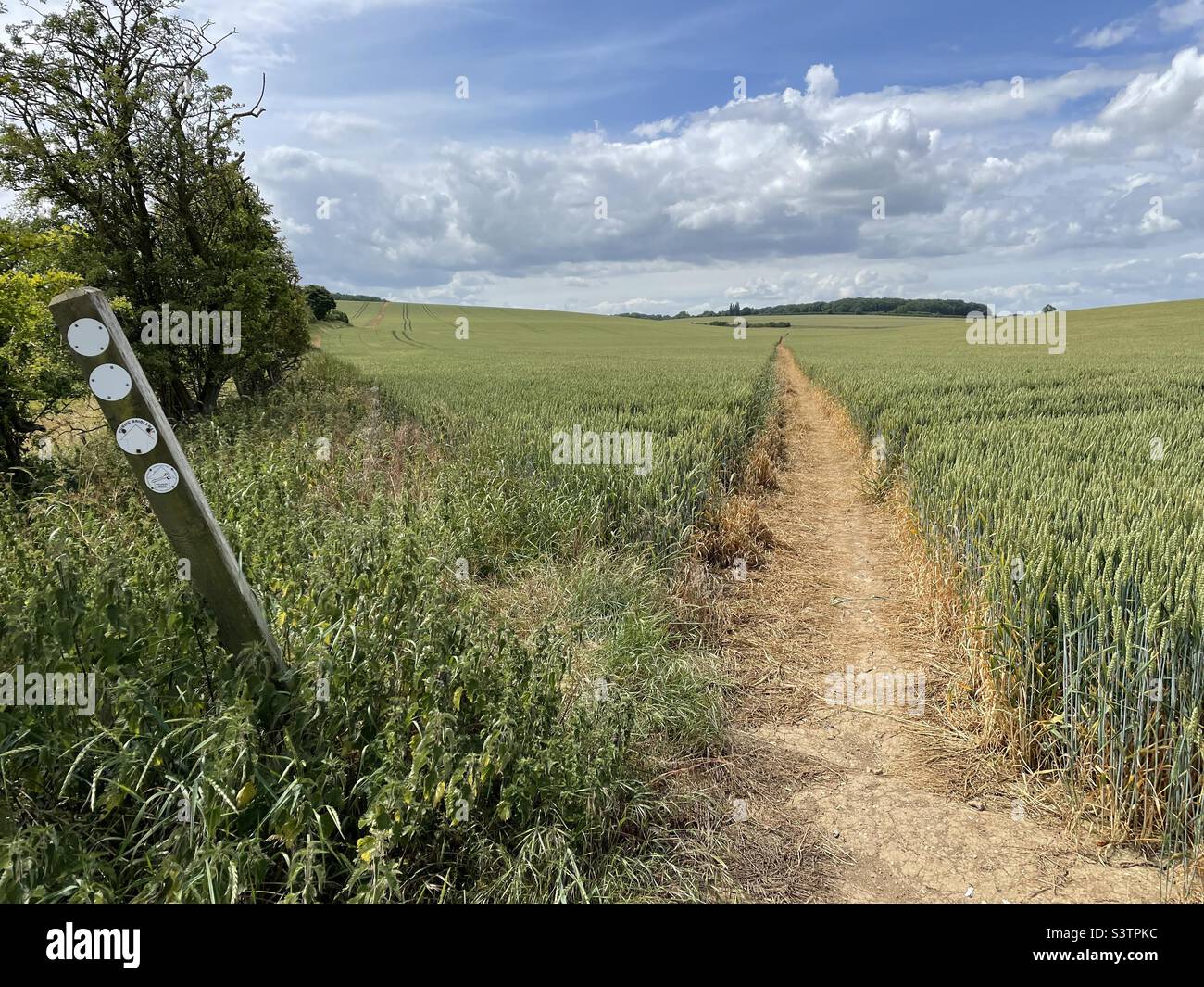 Footpath through wheat field in British countryside Stock Photo - Alamy