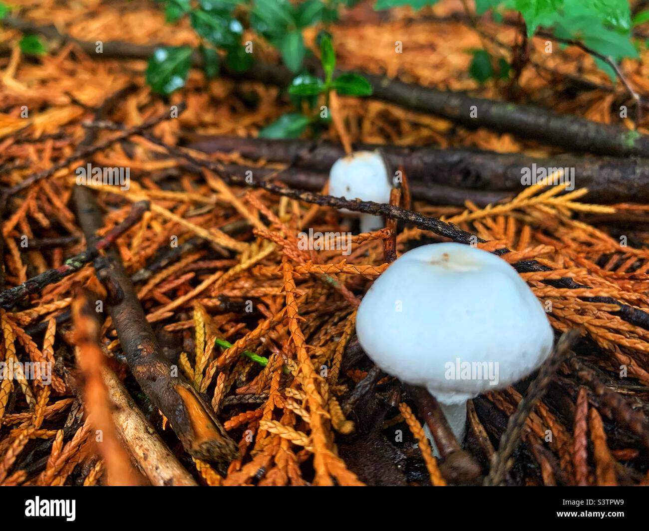 Mushrooms popping up hi-res stock photography and images - Alamy