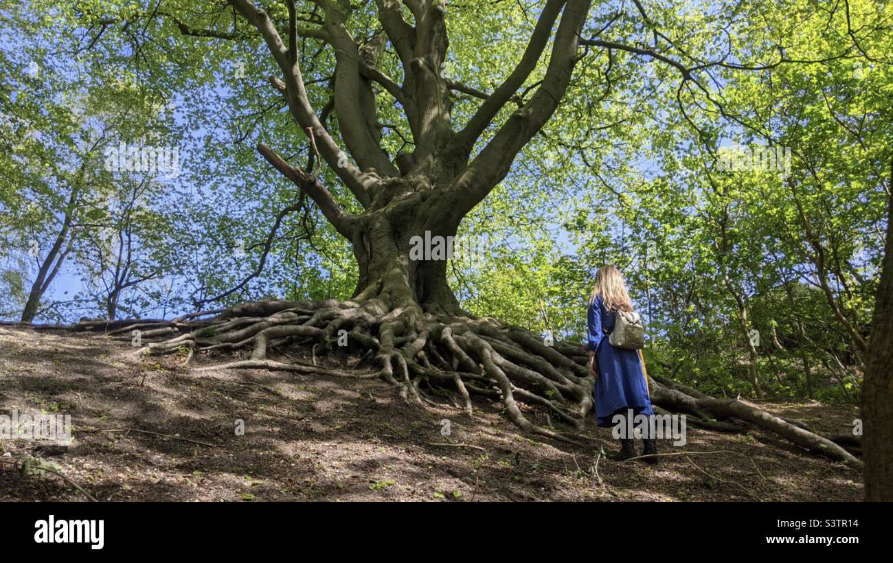 Woman approaching tree with large roots in forest Stock Photo - Alamy