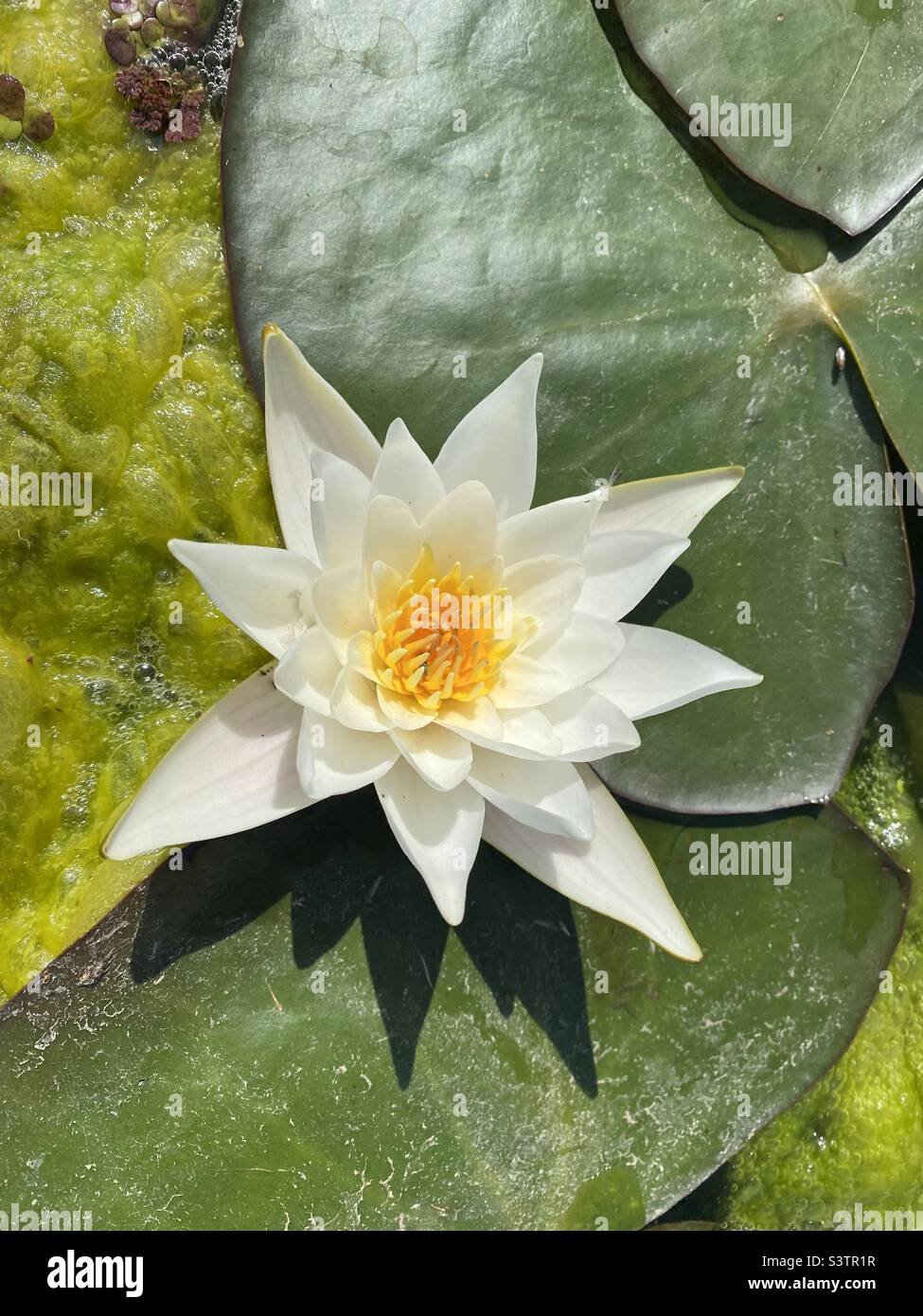 Lily pad flower hi-res stock photography and images - Alamy