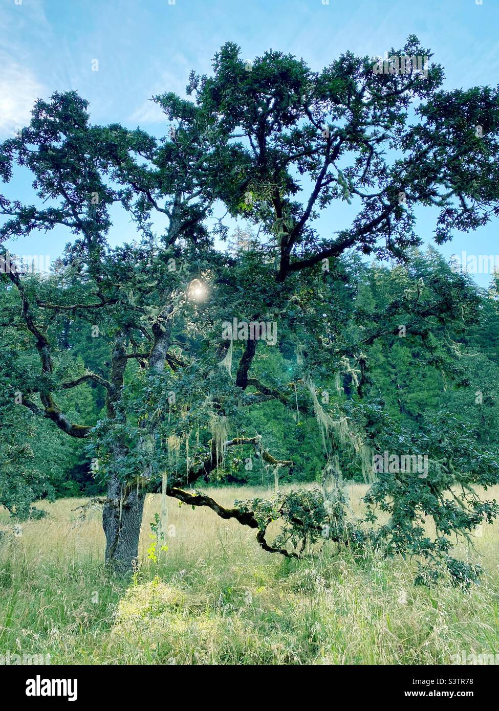 Gnarled oak tree hi-res stock photography and images - Alamy