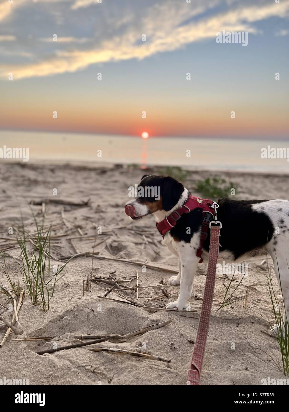 Dog days of summer hi-res stock photography and images - Alamy