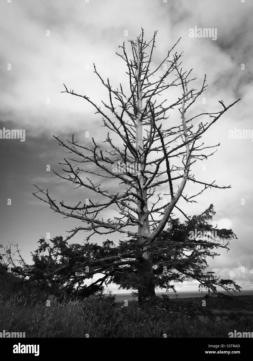 Half dead tree Black and White Stock Photos & Images - Alamy
