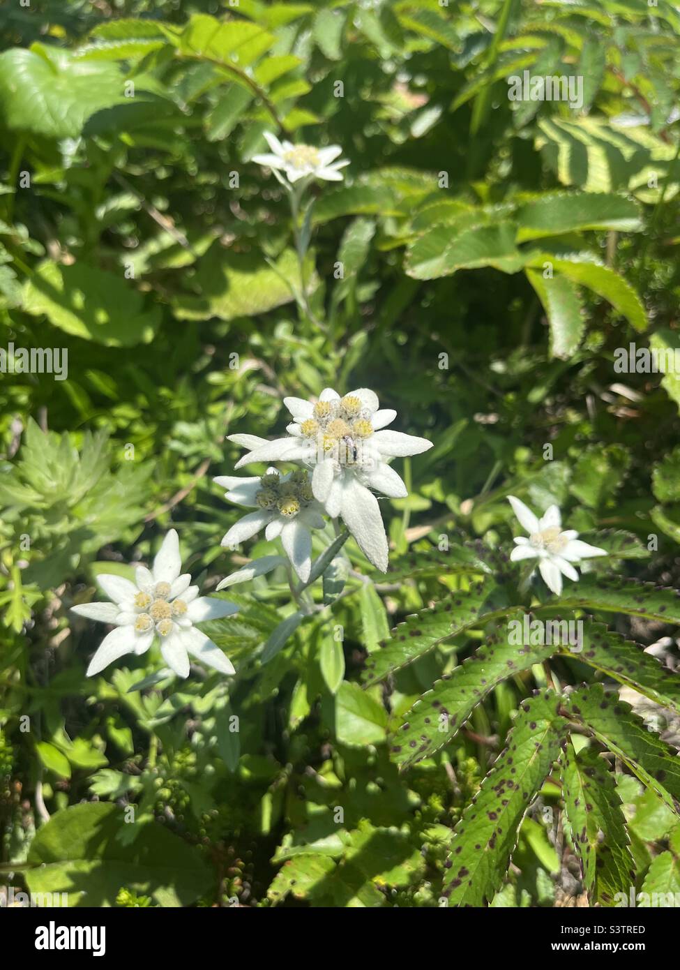 Japanese edelweiss hi-res stock photography and images - Alamy