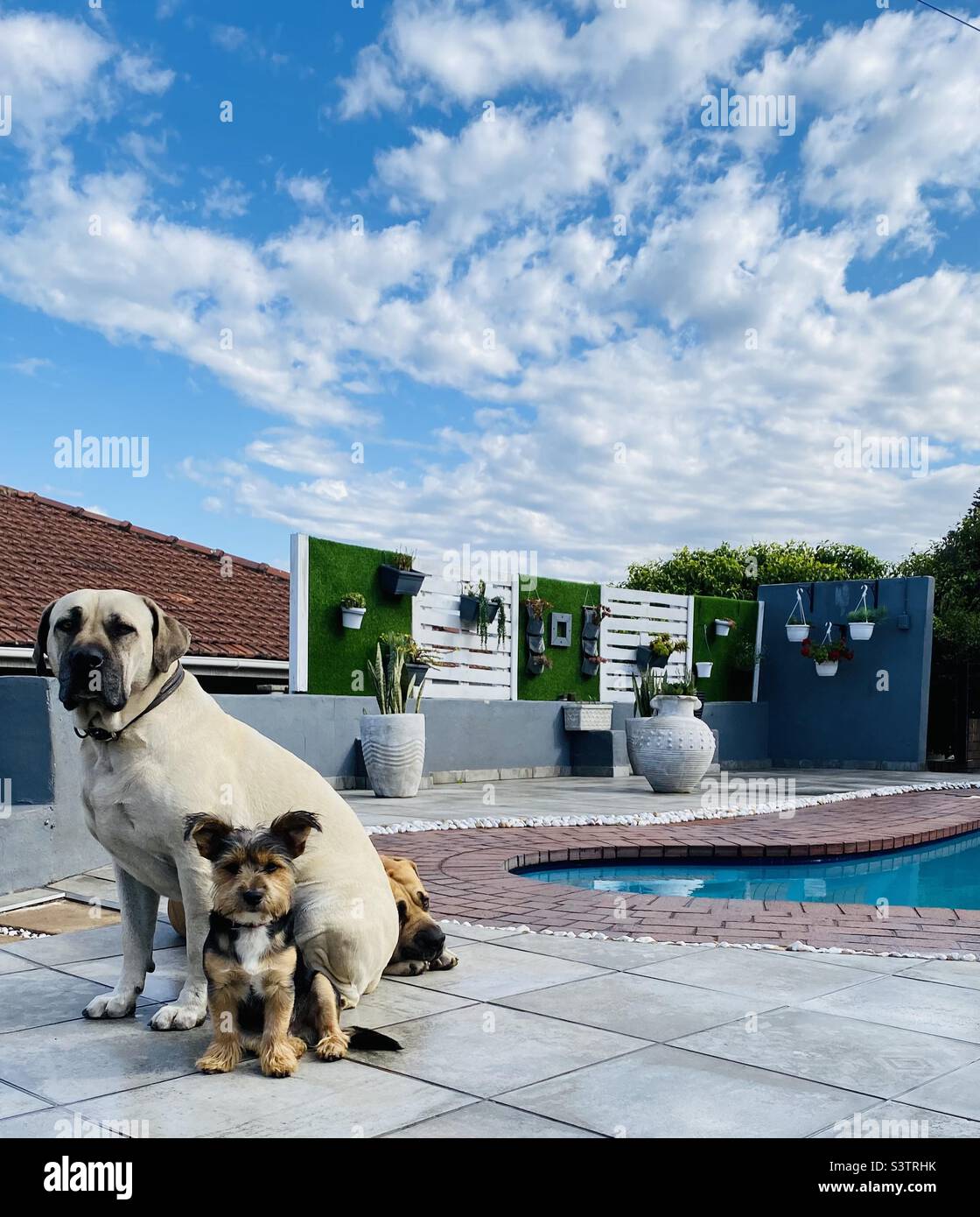 Posing with dogs hi-res stock photography and images - Alamy