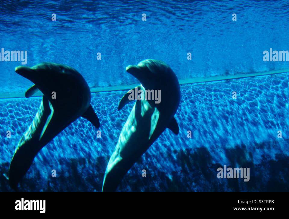 Delfini mare hi-res stock photography and images - Alamy