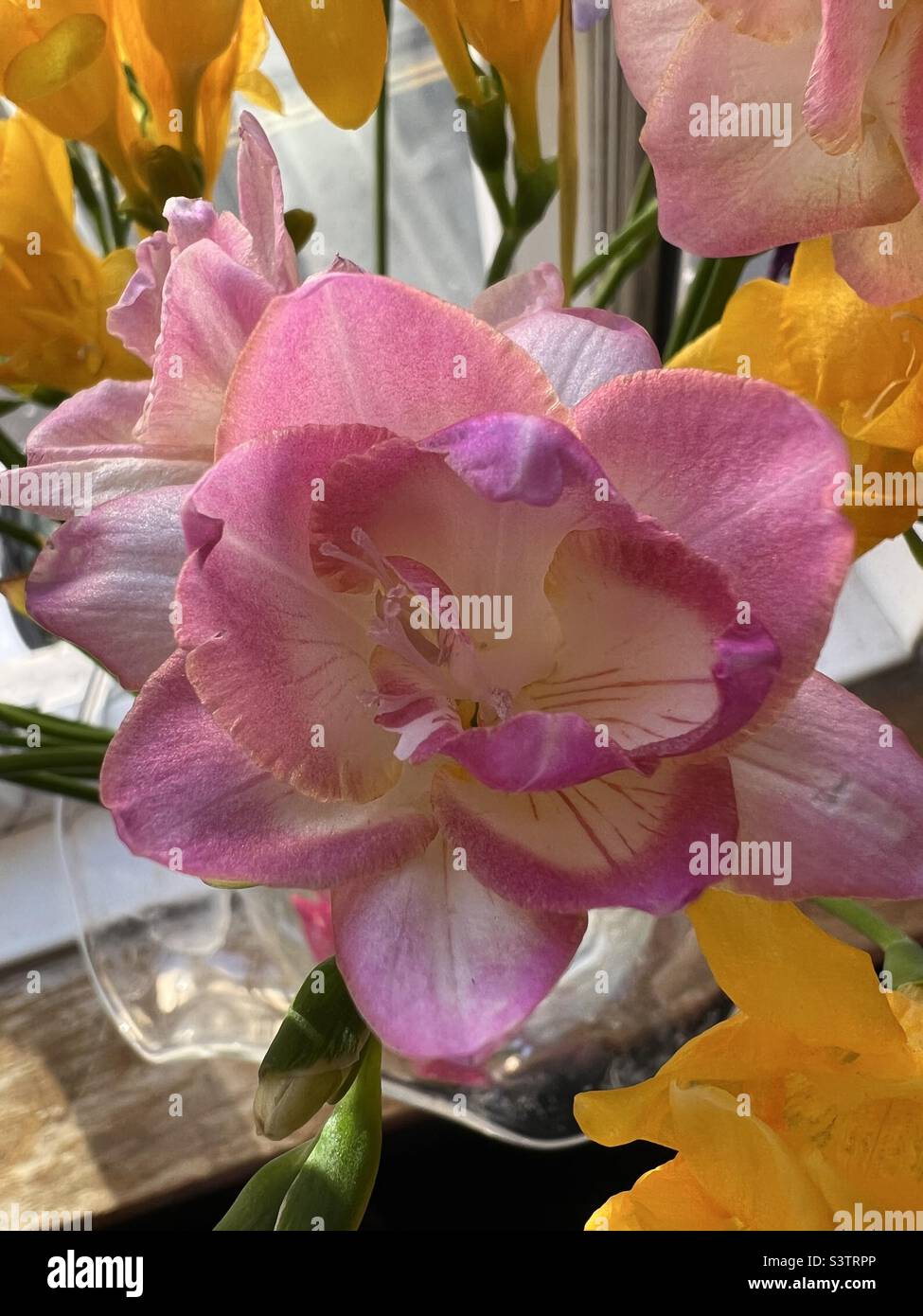 Pink freesia hi-res stock photography and images - Alamy