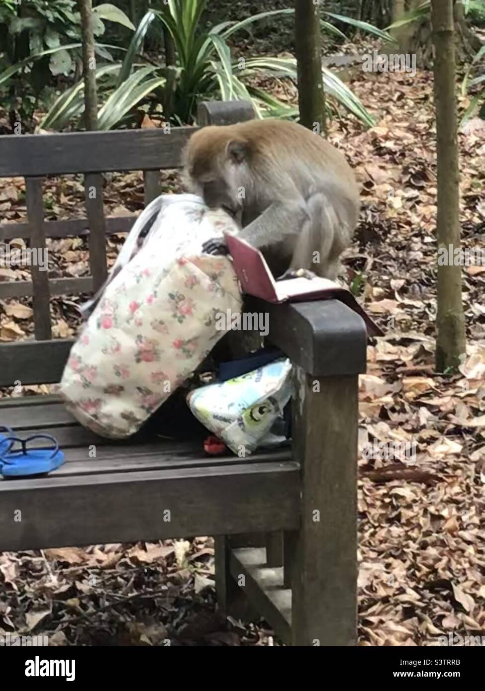 Monkey Steals Food Stock Photo - Alamy