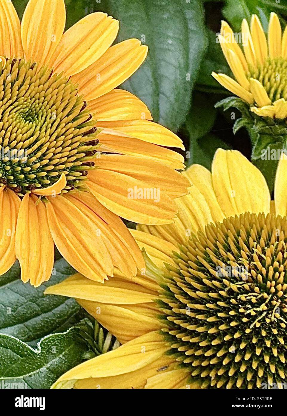Phytoplasma hi-res stock photography and images - Alamy