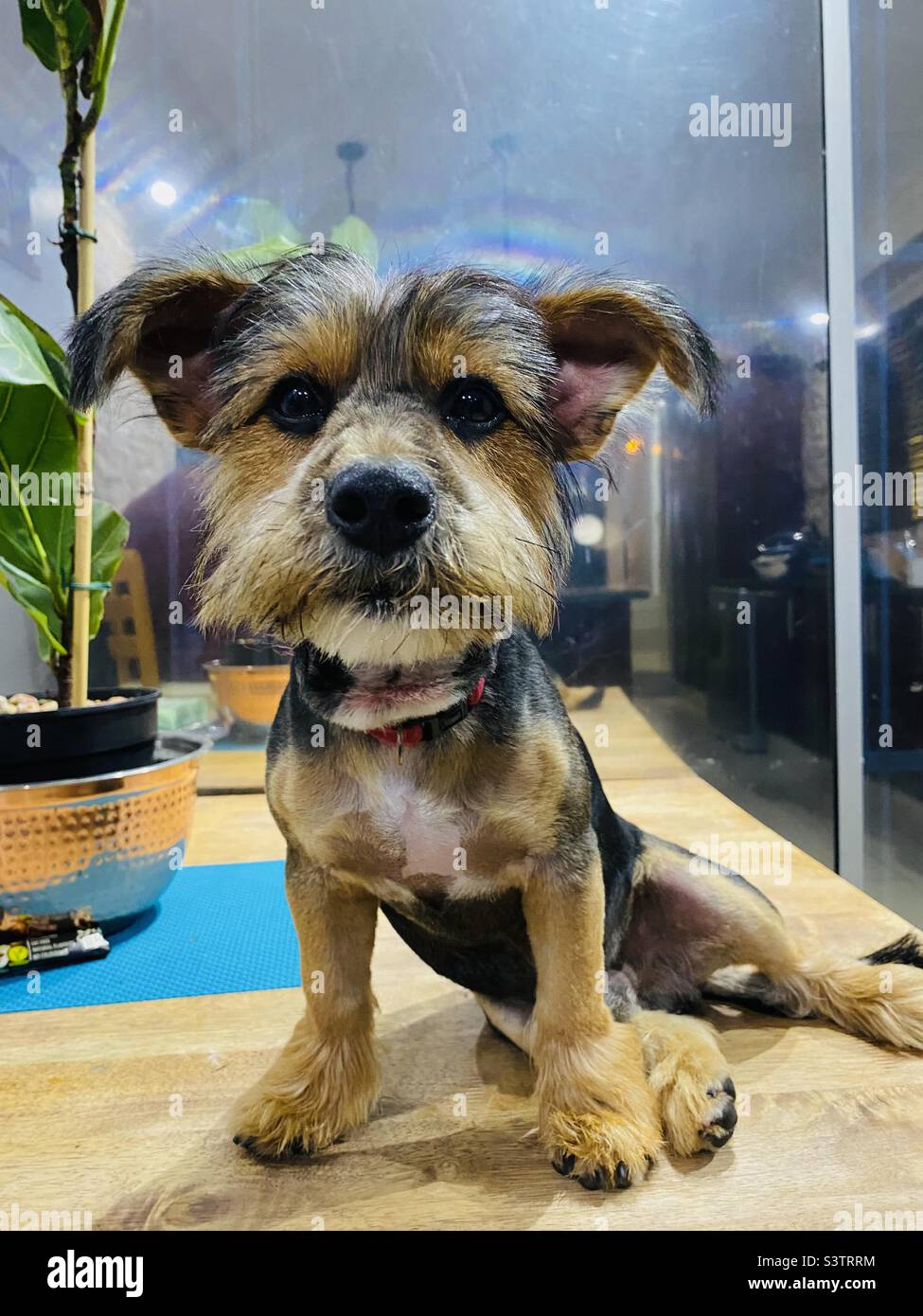 Puppy on table hi-res stock photography and images - Alamy