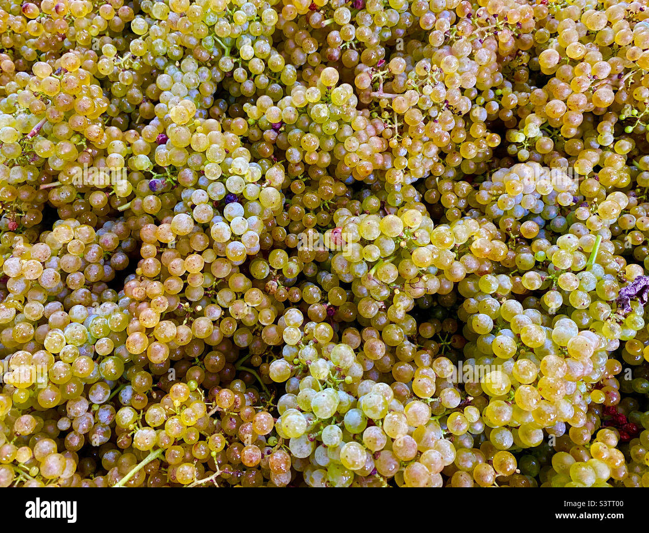White wine grapes just harvested piled in a bin Stock Photo - Alamy