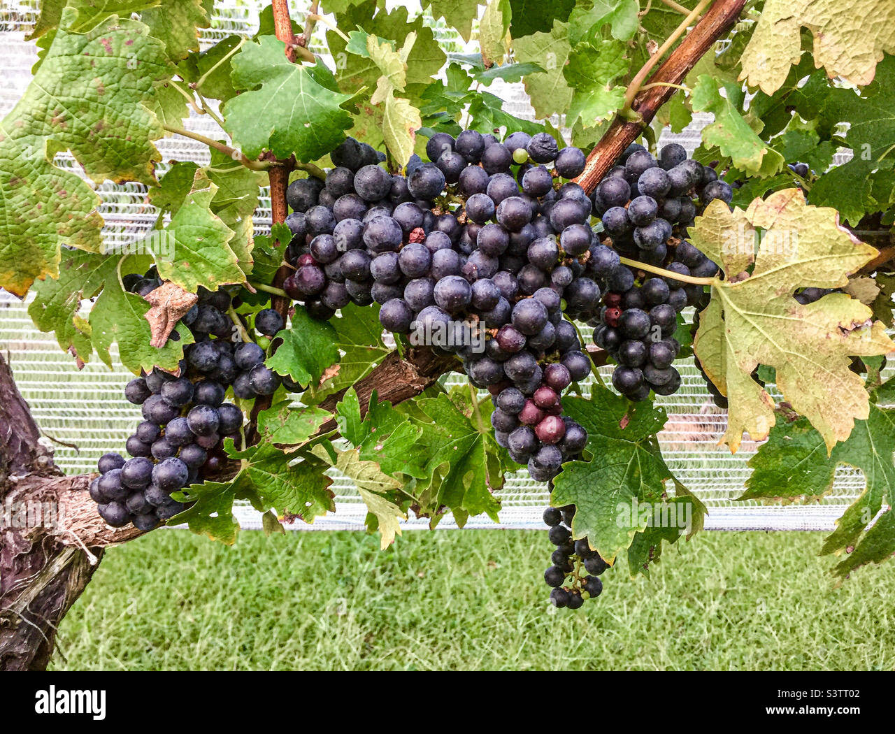 Leaves red vine hanging from hi-res stock photography and images - Alamy