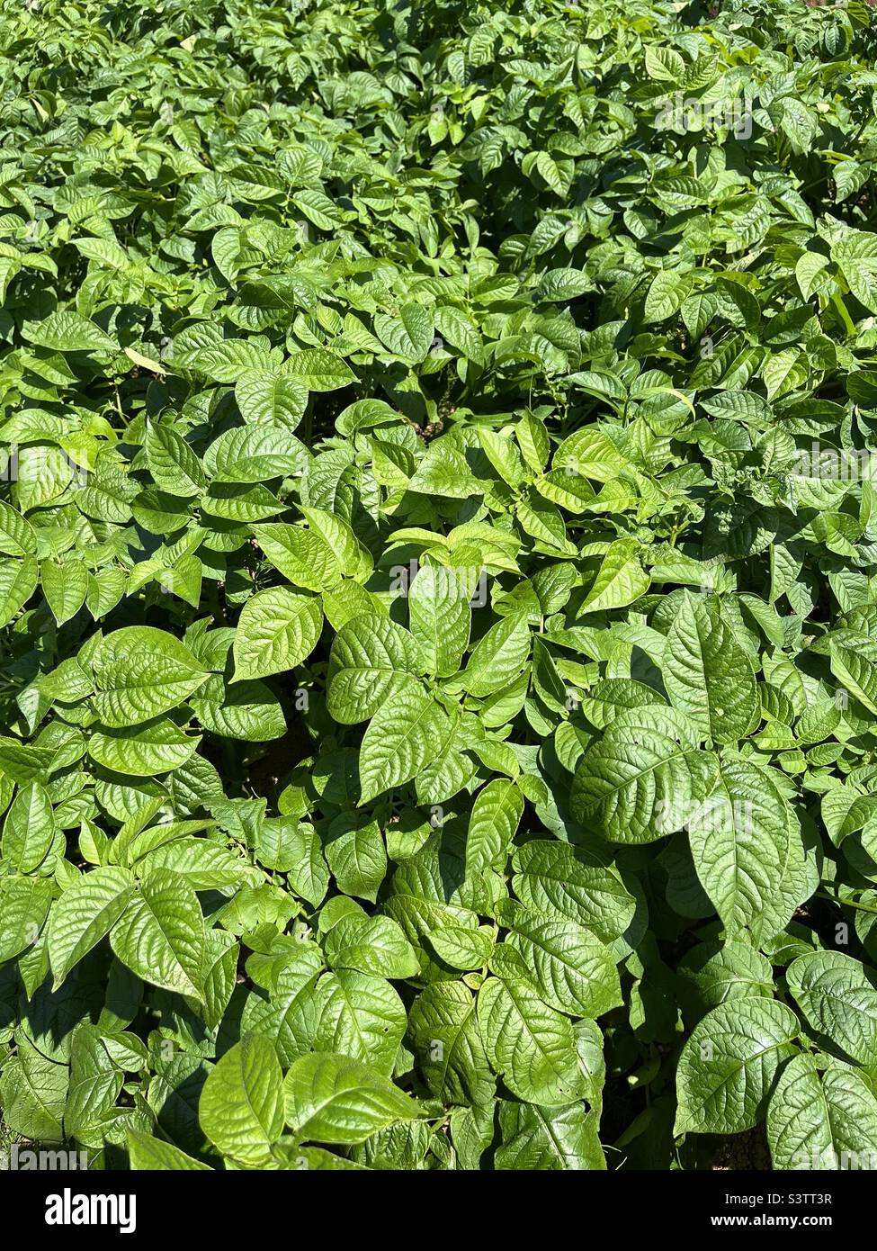 Potato leaves hi-res stock photography and images - Alamy