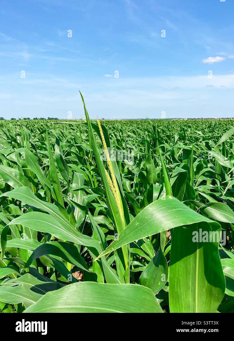 Tasseling hi-res stock photography and images - Alamy