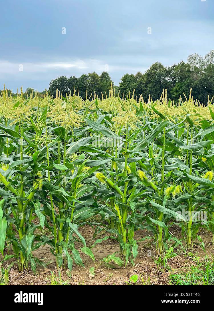 Tasseling hi-res stock photography and images - Alamy
