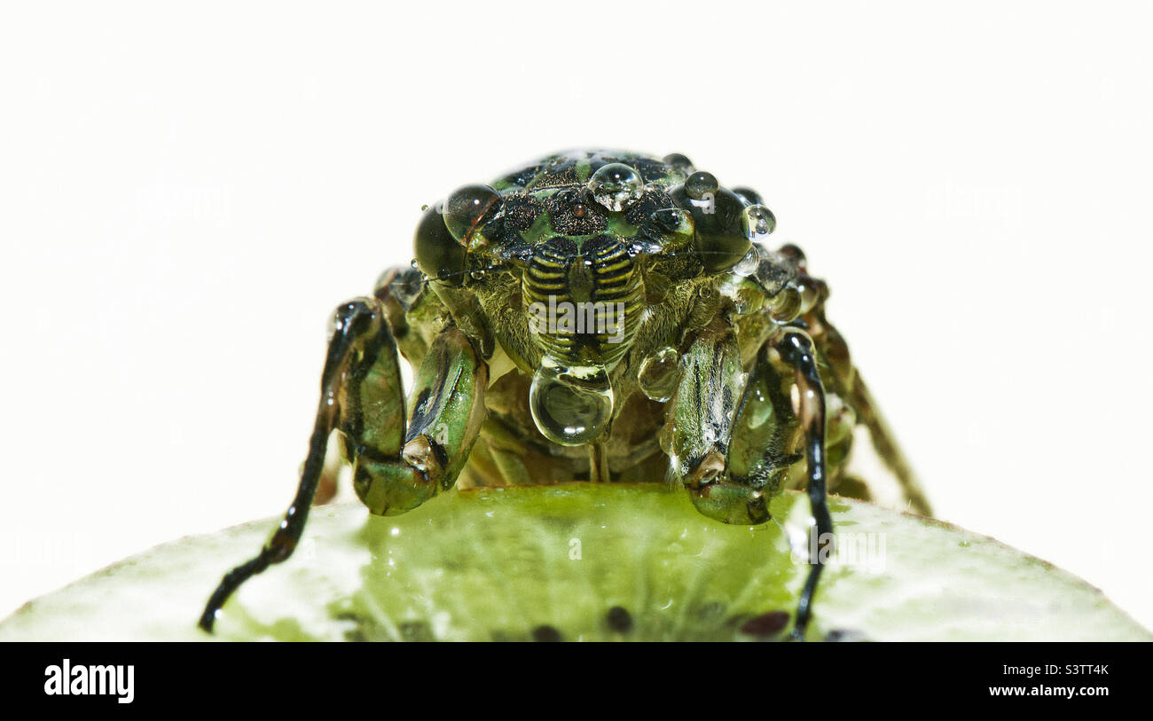 Cicada in rain Stock Photo - Alamy