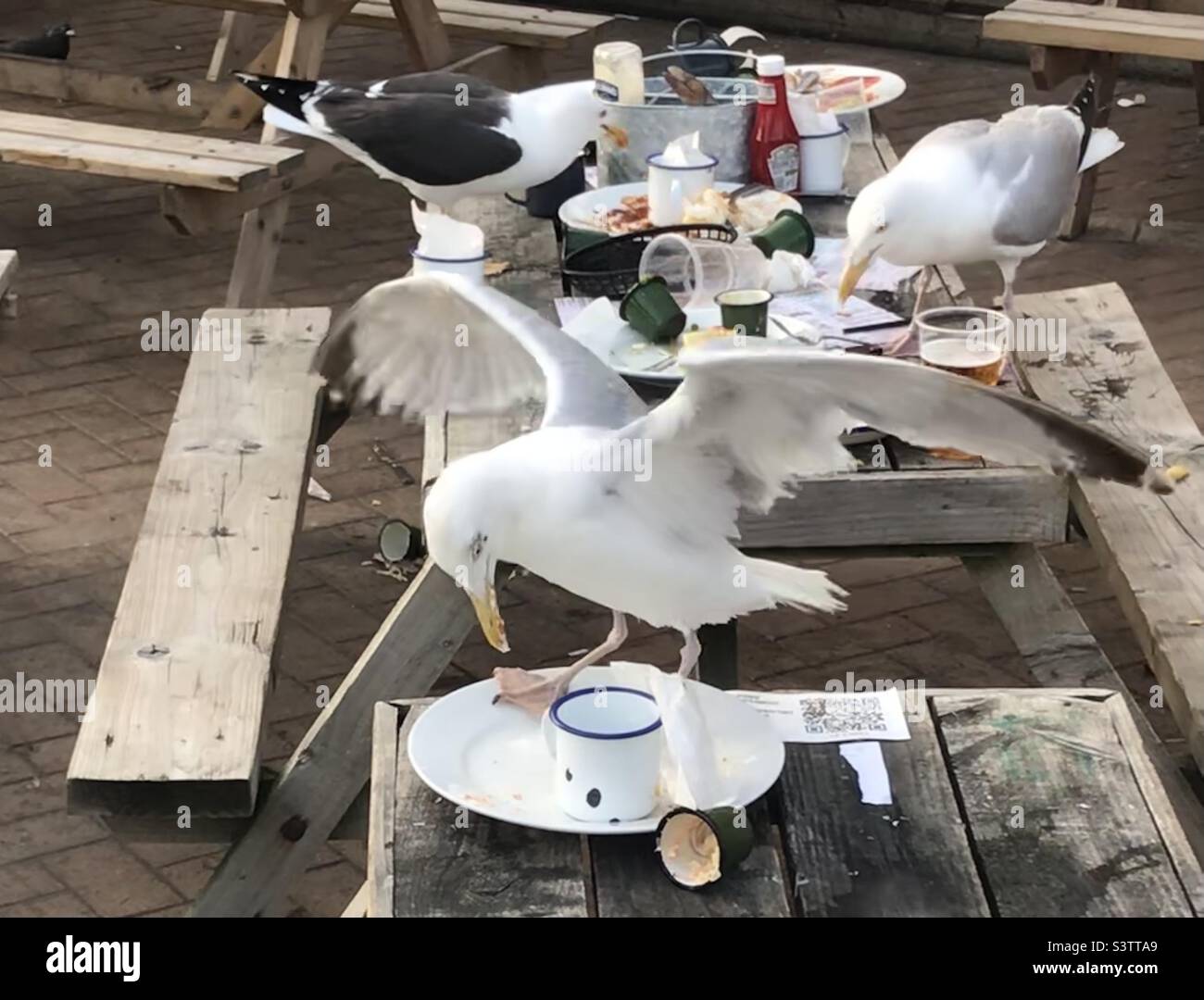 Seagulls stealing food hi-res stock photography and images - Alamy