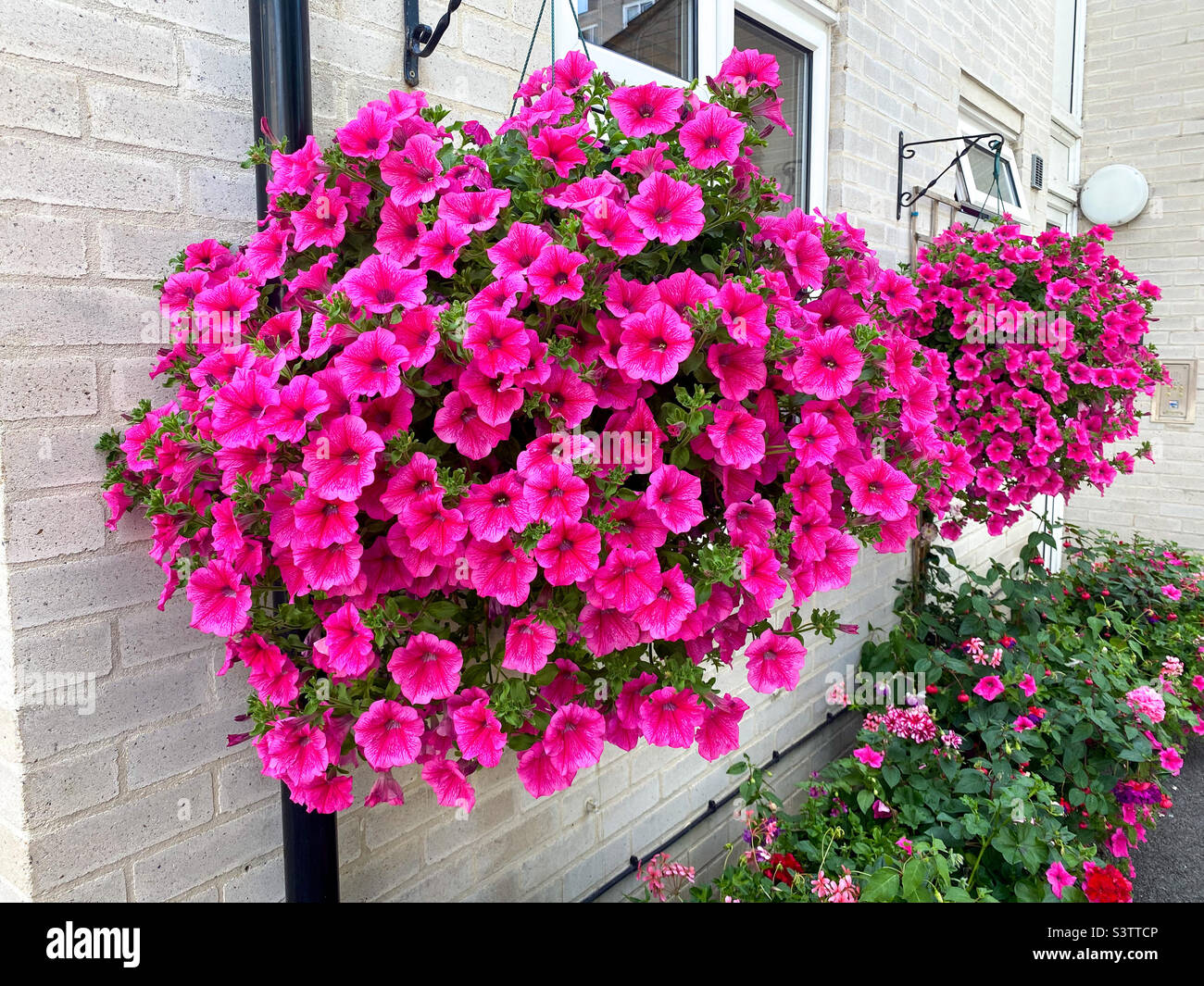 Hanging baskets made up of pink petunia flowers Stock Photo - Alamy