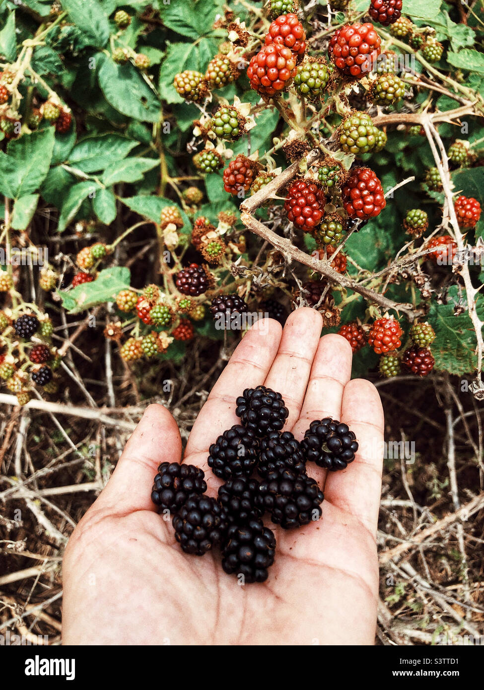 Hand picking blackberry hi-res stock photography and images - Alamy