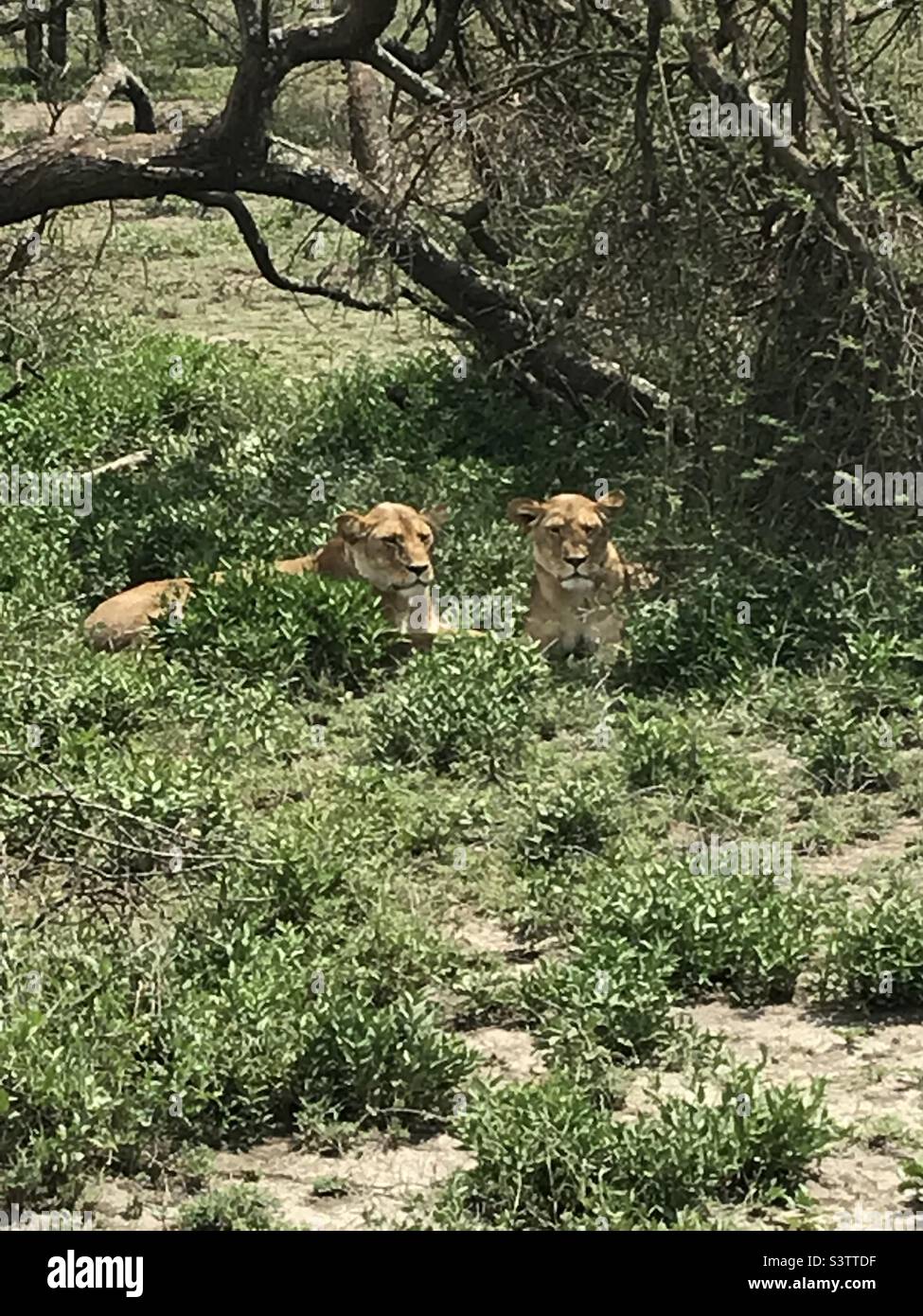 Löwen hi-res stock photography and images - Alamy