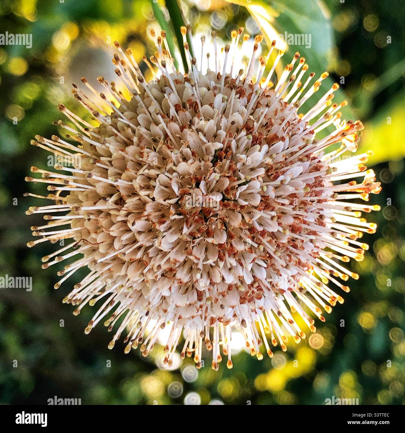 Spiky flower hi-res stock photography and images - Alamy