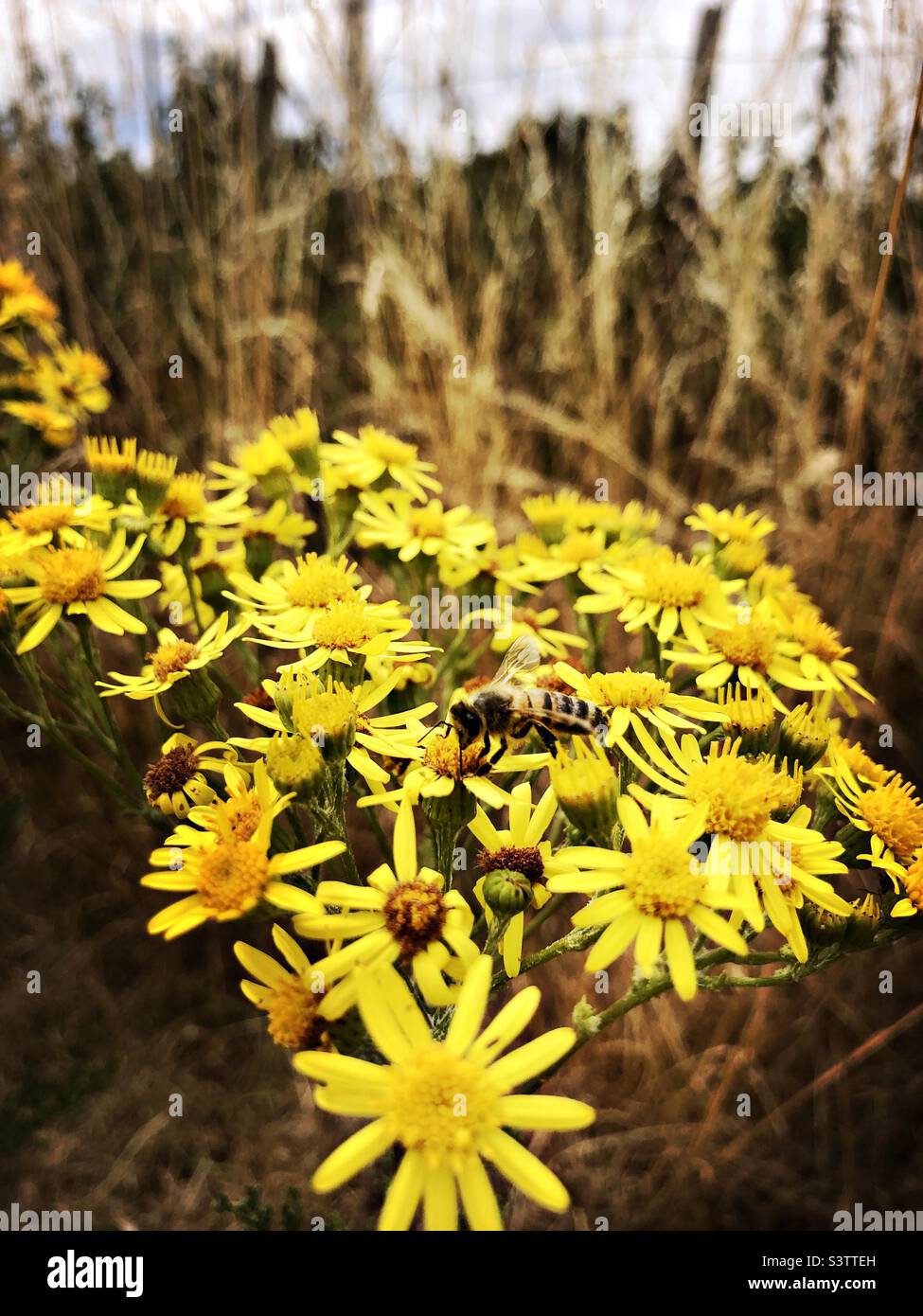 Yellow flower wasp summer hi-res stock photography and images - Alamy