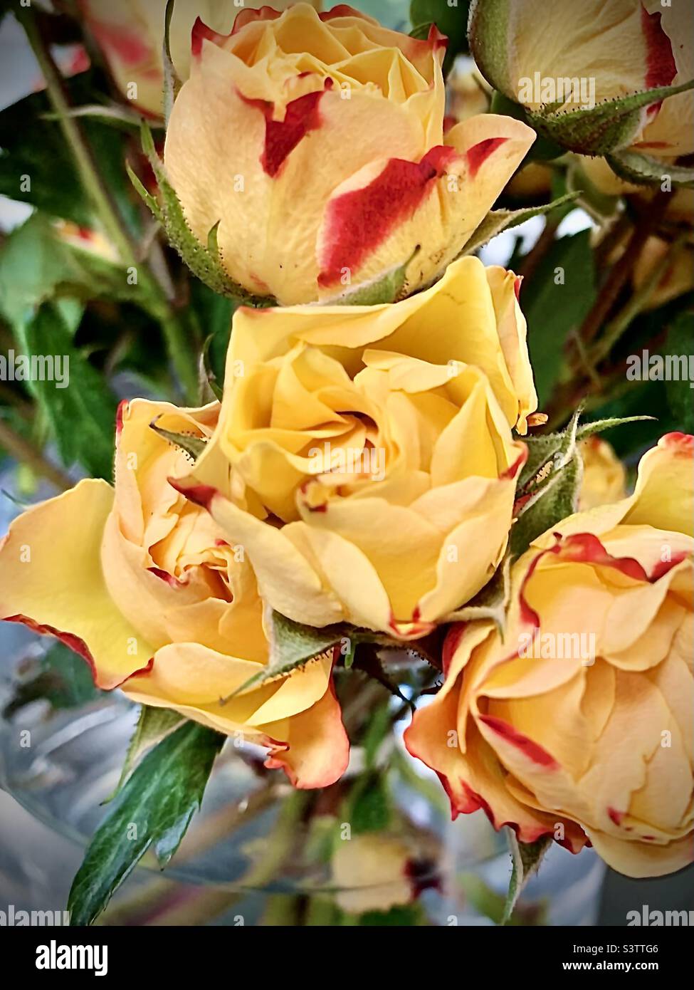 Yellow roses red trim hi-res stock photography and images - Alamy