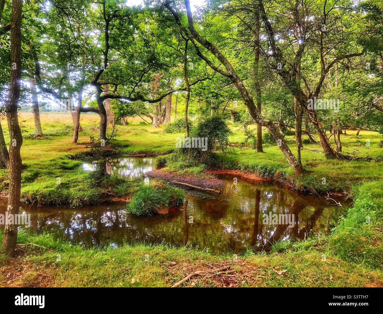 New Forest stream winding through a oak forest Stock Photo - Alamy