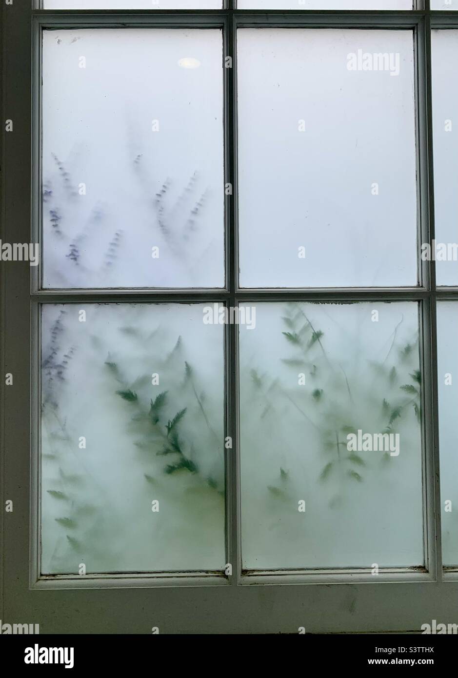 Plants against frosted glass window Stock Photo - Alamy