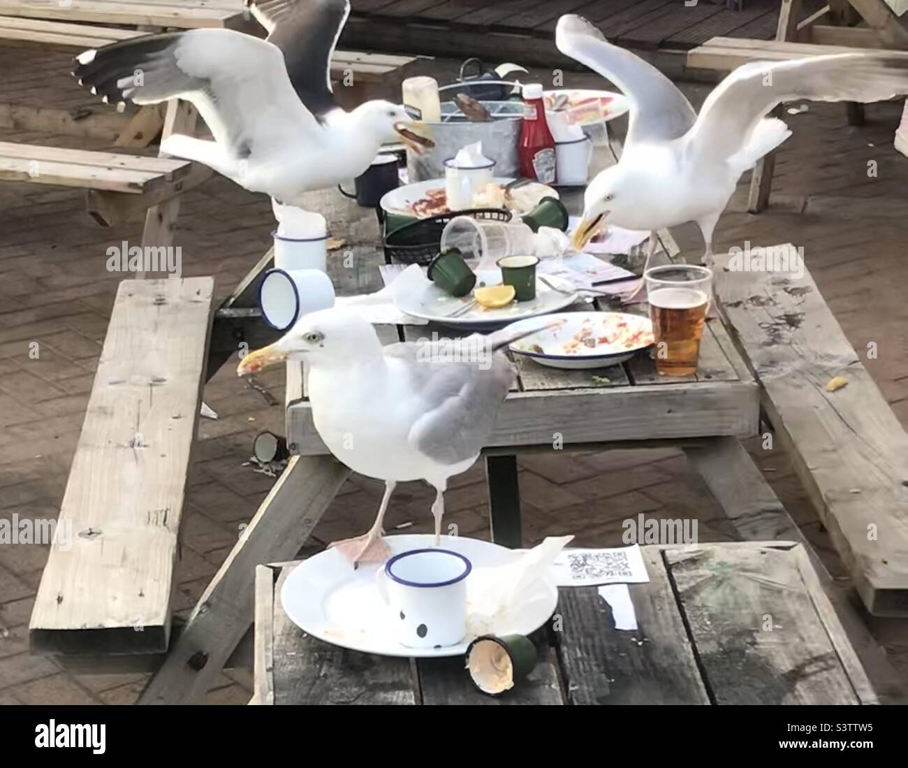 Seagulls stealing food hi-res stock photography and images - Alamy