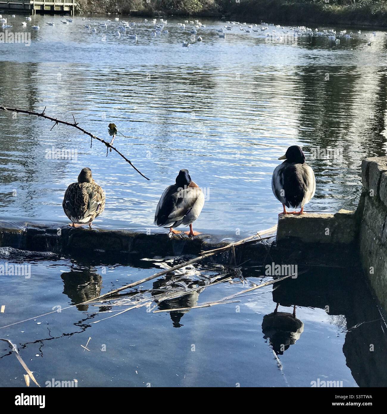 Watching river flow hi-res stock photography and images - Alamy