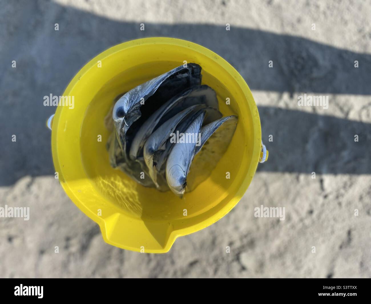 Bucket of shells hi-res stock photography and images - Alamy