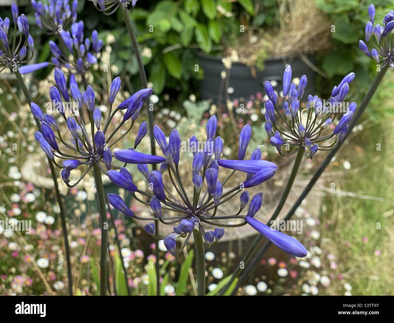 African lily, blue flower Stock Photo - Alamy