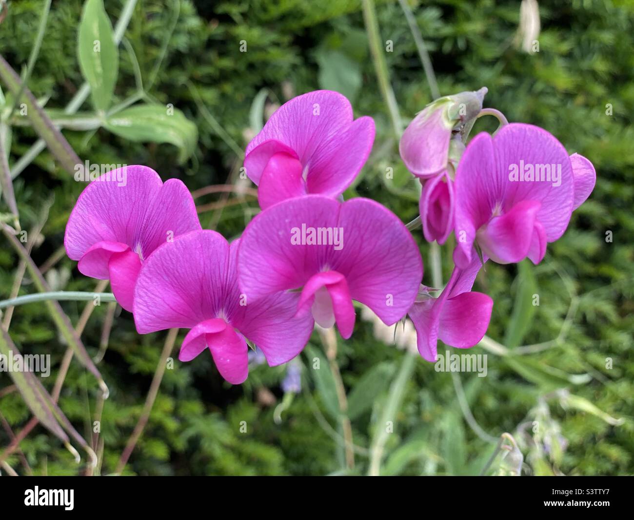 Perennial pea hi-res stock photography and images - Alamy