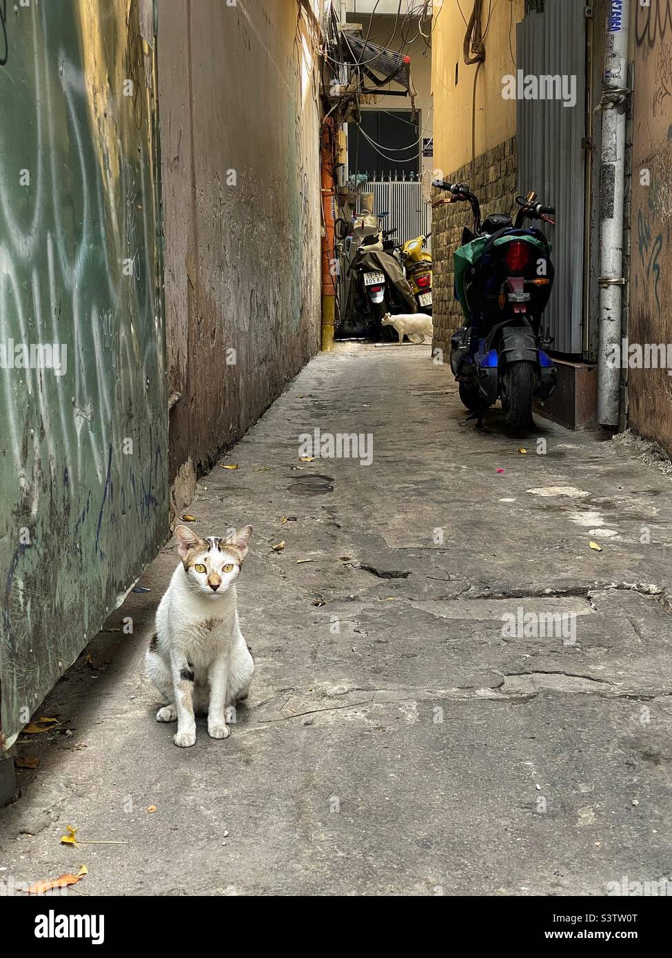 Cat alley hi-res stock photography and images - Alamy