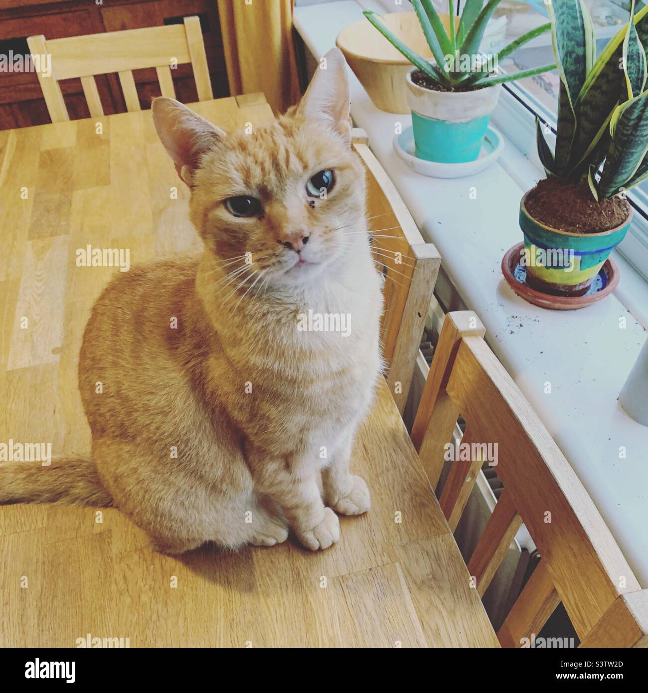 Cat with plants hi-res stock photography and images - Alamy