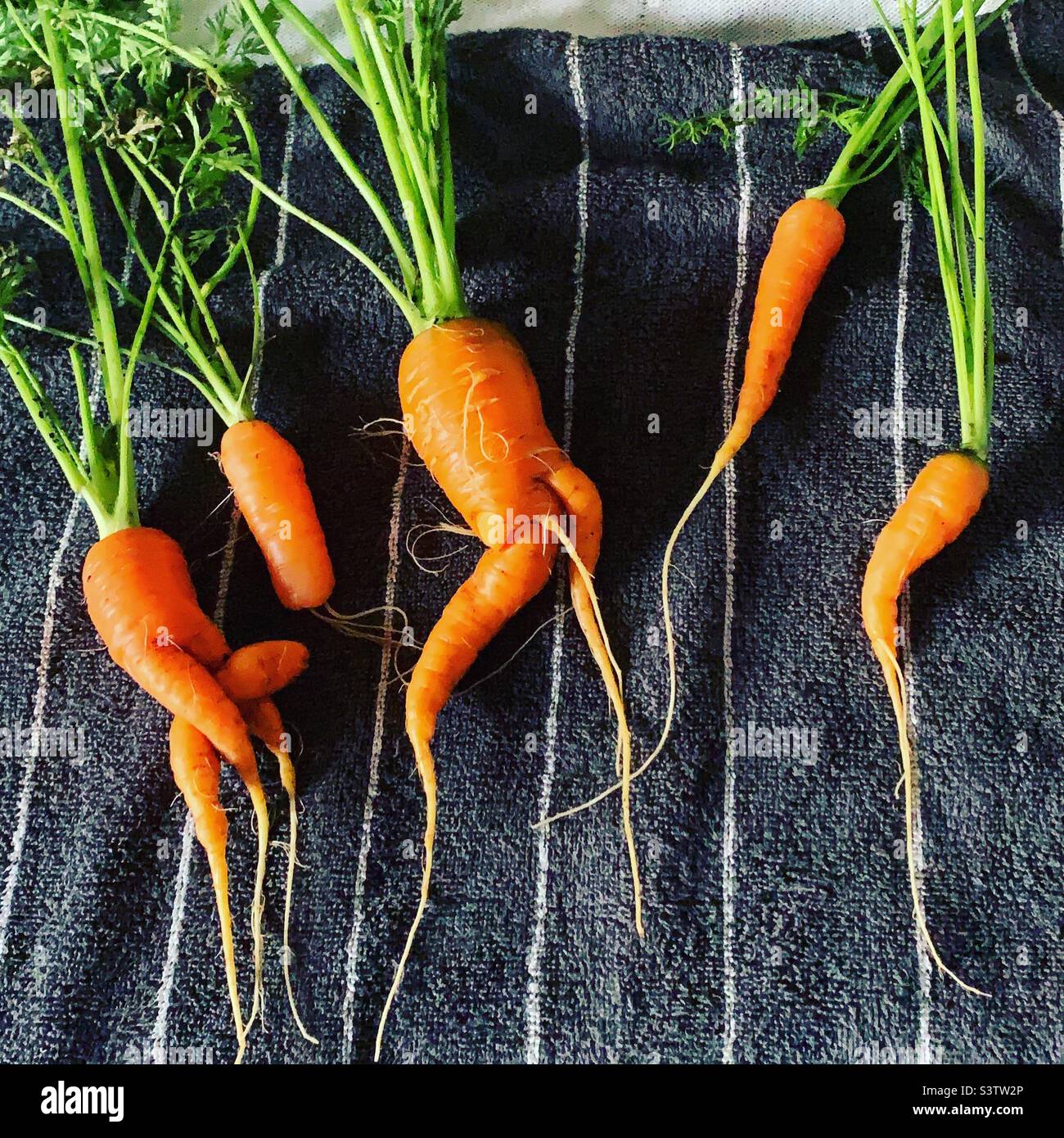 Weird carrots hi-res stock photography and images - Alamy