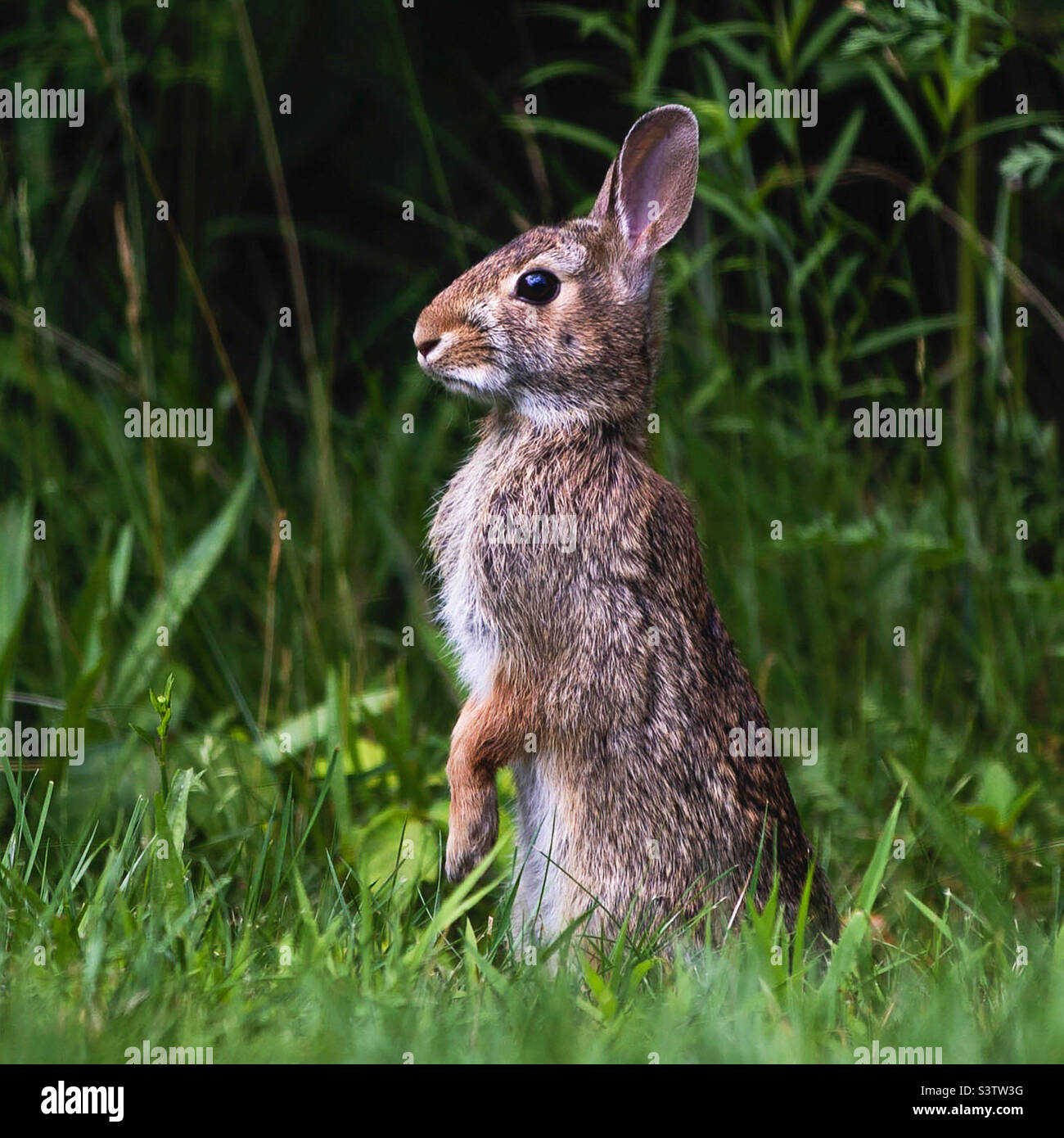 Wild brown rabbit hi-res stock photography and images - Alamy