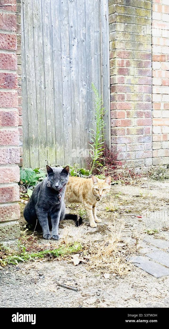 Cats hanging out together Stock Photo - Alamy