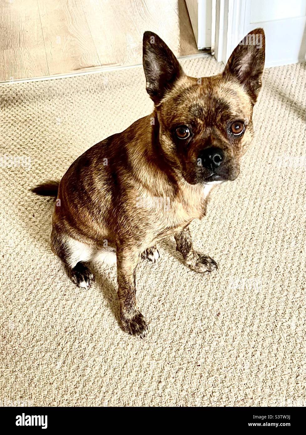 Moody dog hi-res stock photography and images - Alamy