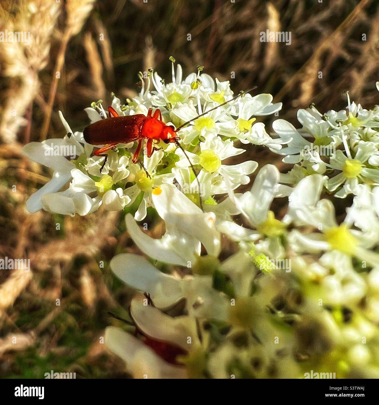 Red insect hi-res stock photography and images - Alamy