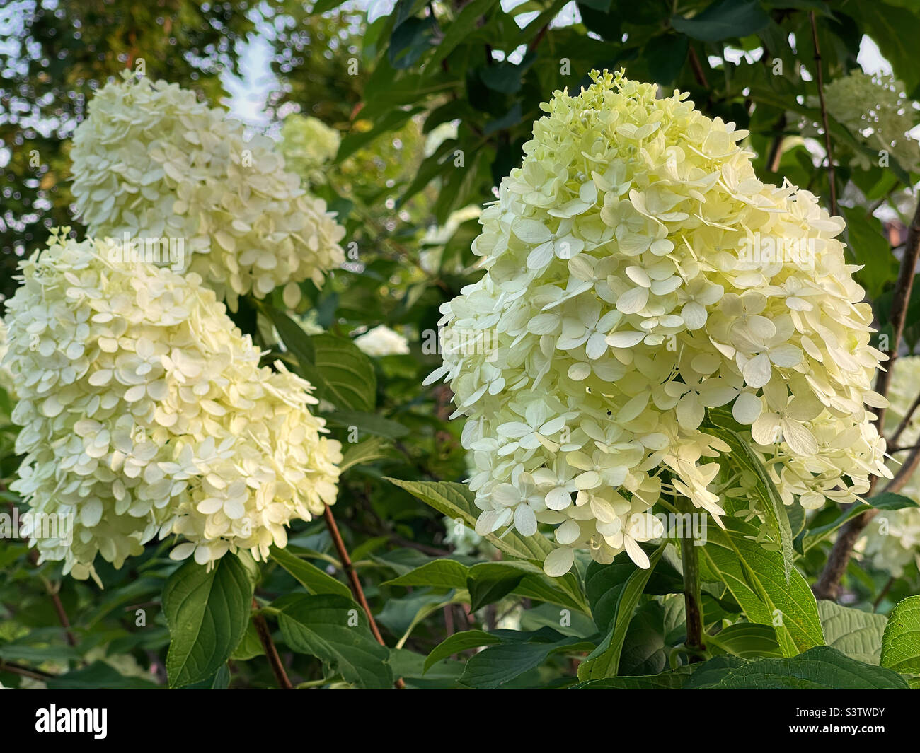 Limelight hydrangea flower blossoms. Focus on the big blossom on the ...