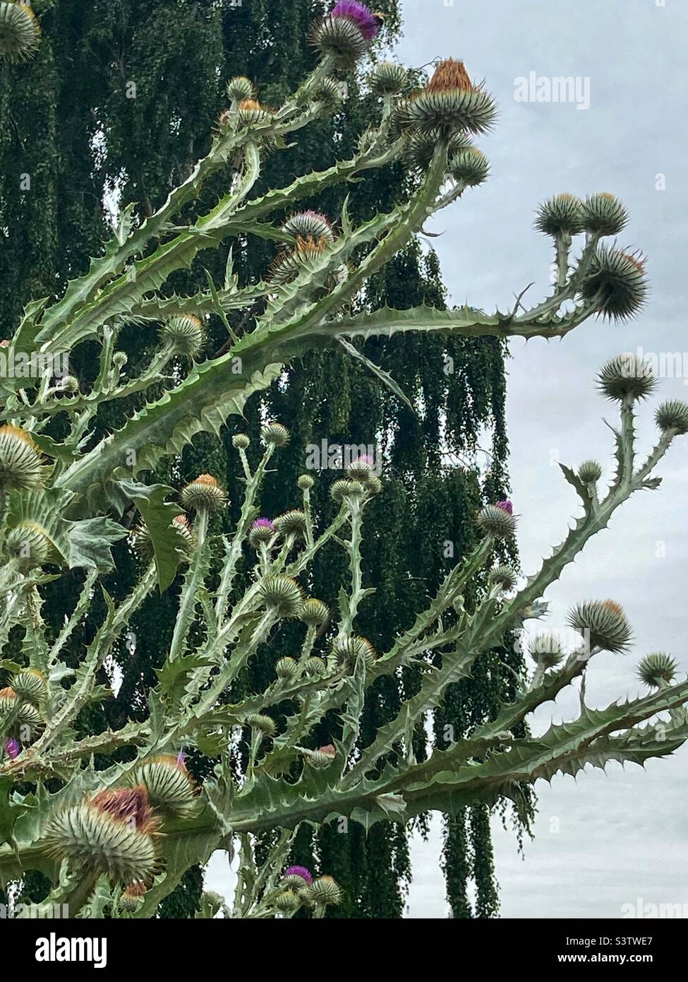 Tree thistle hi-res stock photography and images - Alamy