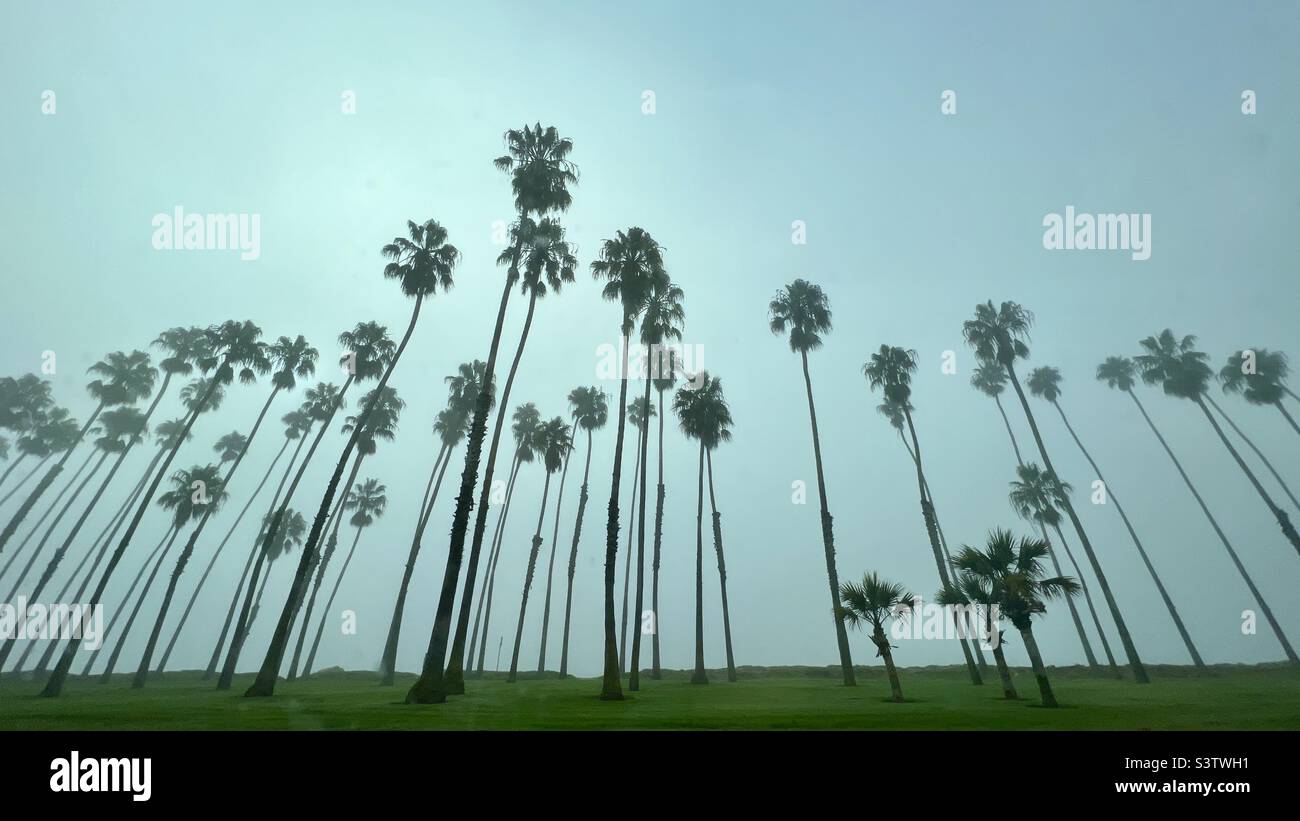 Wide angle view, looking up at lots of tall palm trees isolated against ...