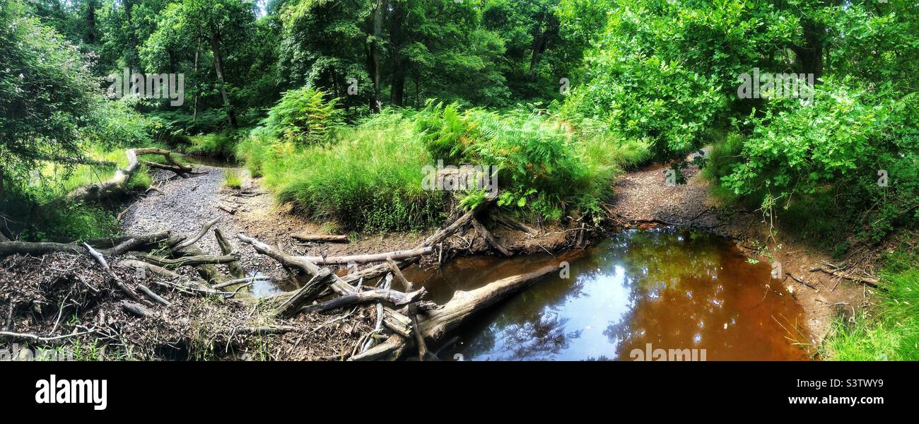 Dried up river bed “Flechs Water” stream drying up in a heatwave ...